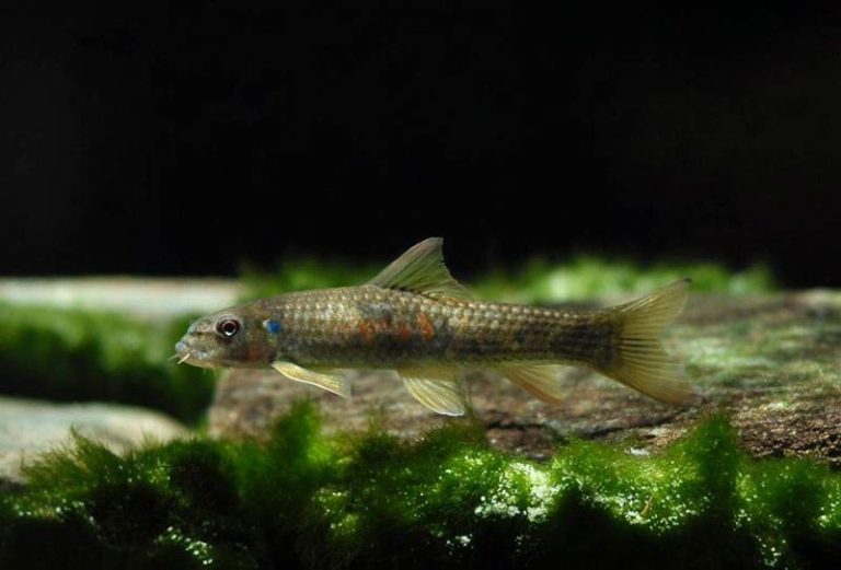 Garra fish: types, maintenance in aquariums and care - Gorodprizrak